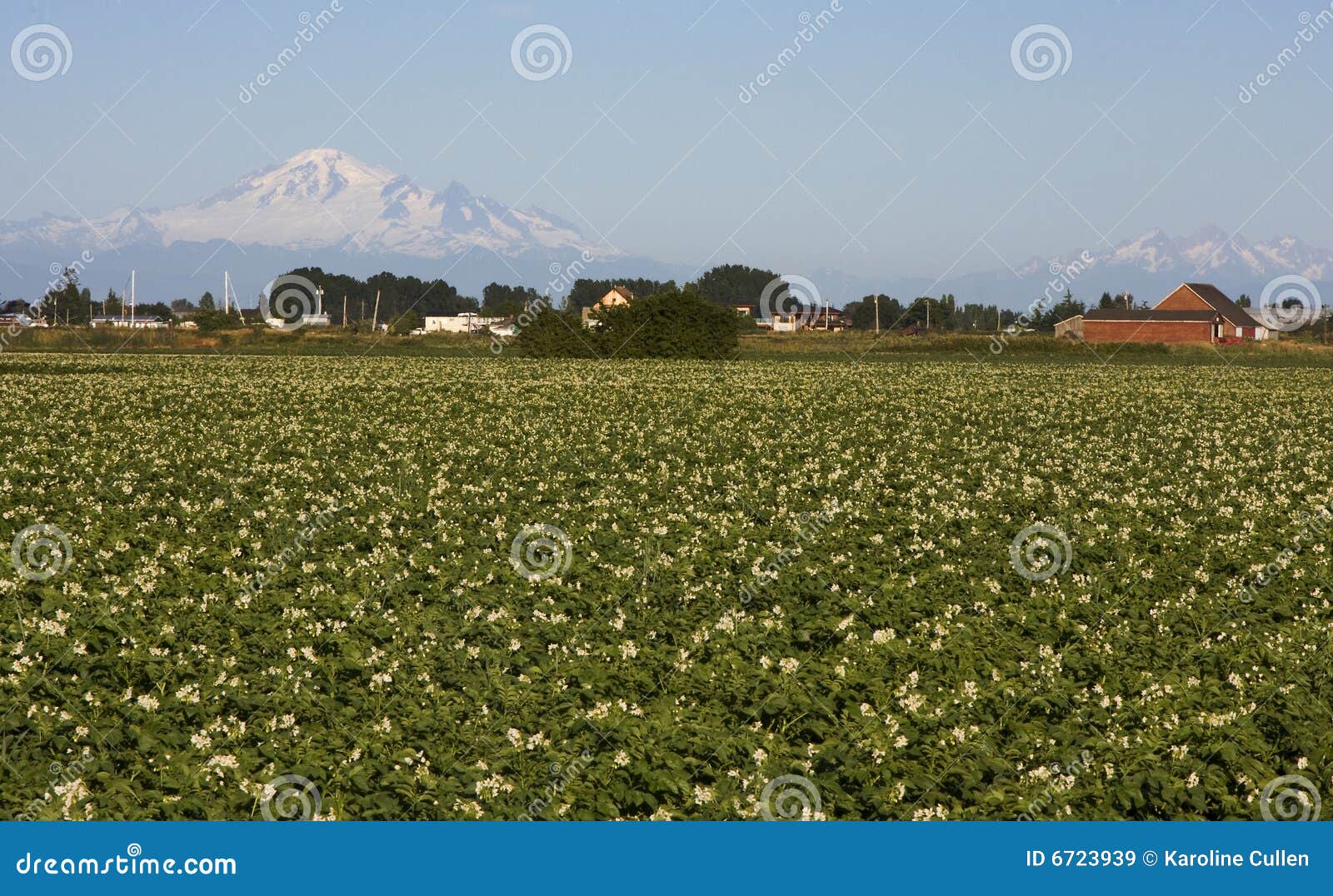 Campo Da Batata E Padeiro Da Montagem Imagem de Stock - Imagem de ...