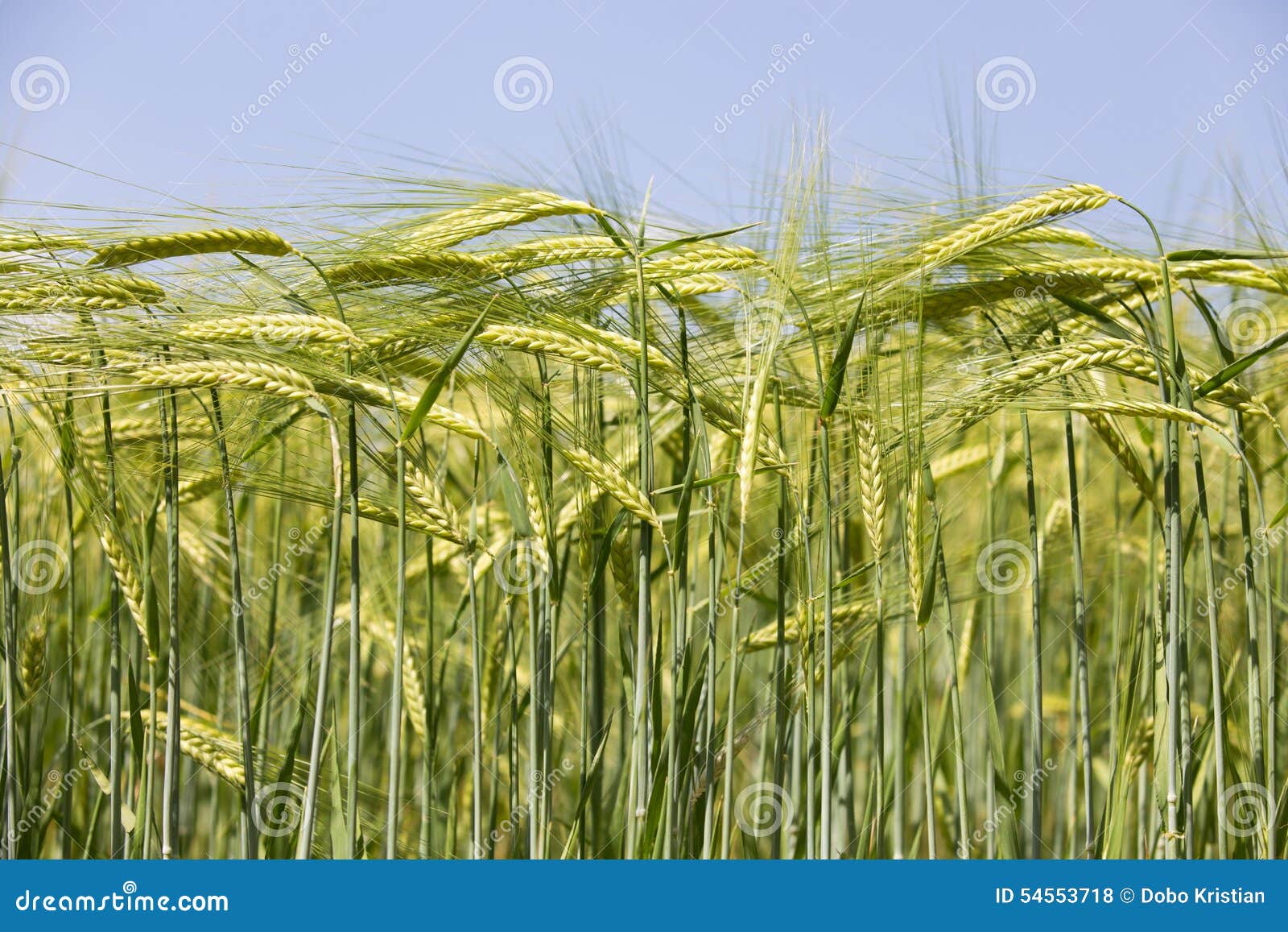 Campo da cevada foto de stock. Imagem de nave, maduro - 54553718