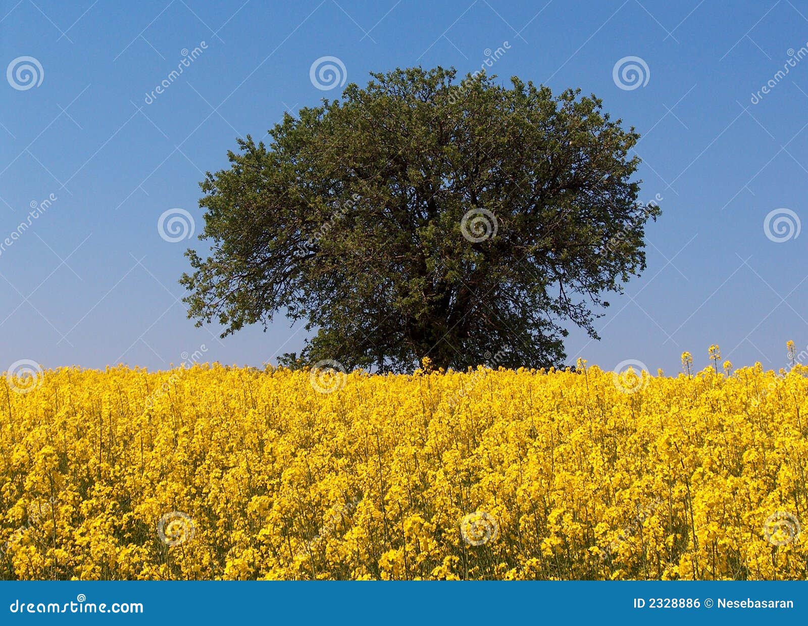 Campo Da Mostarda E Uma árvore Foto de Stock - Imagem de fazenda ...