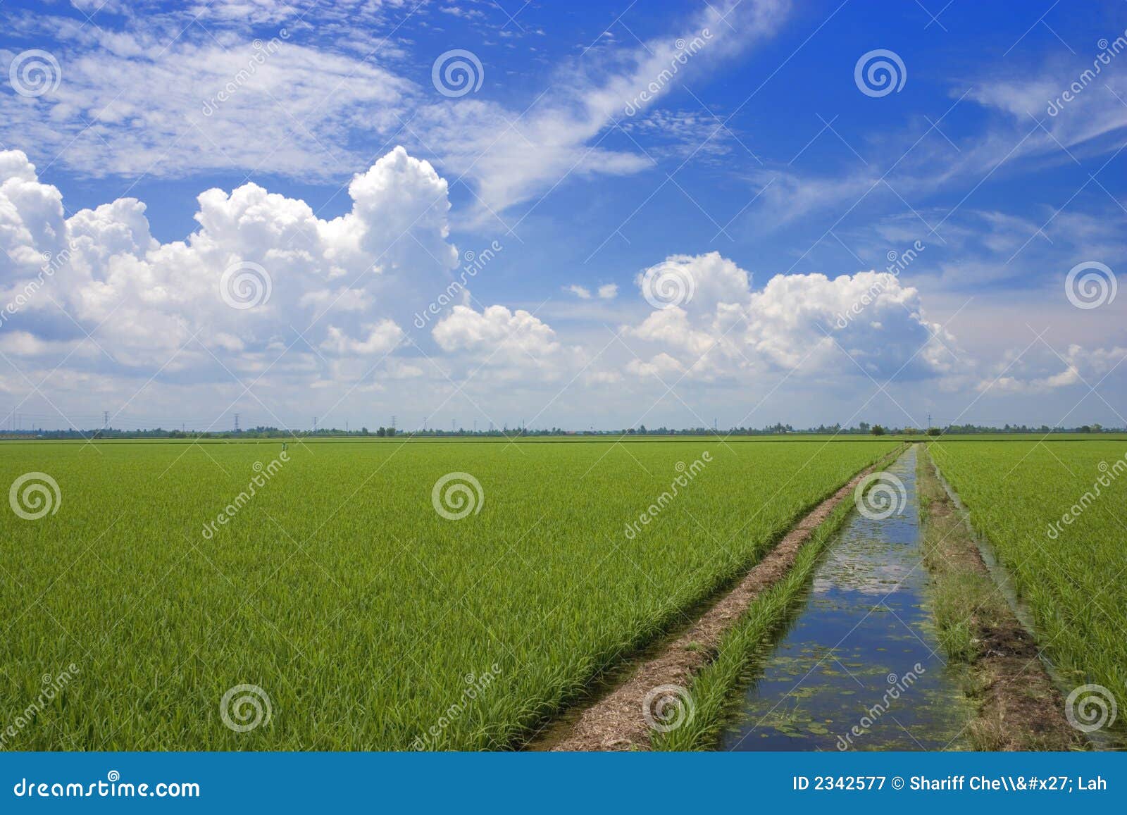 Campo de arroz imagen de archivo. Imagen de campos, cultive - 2342577