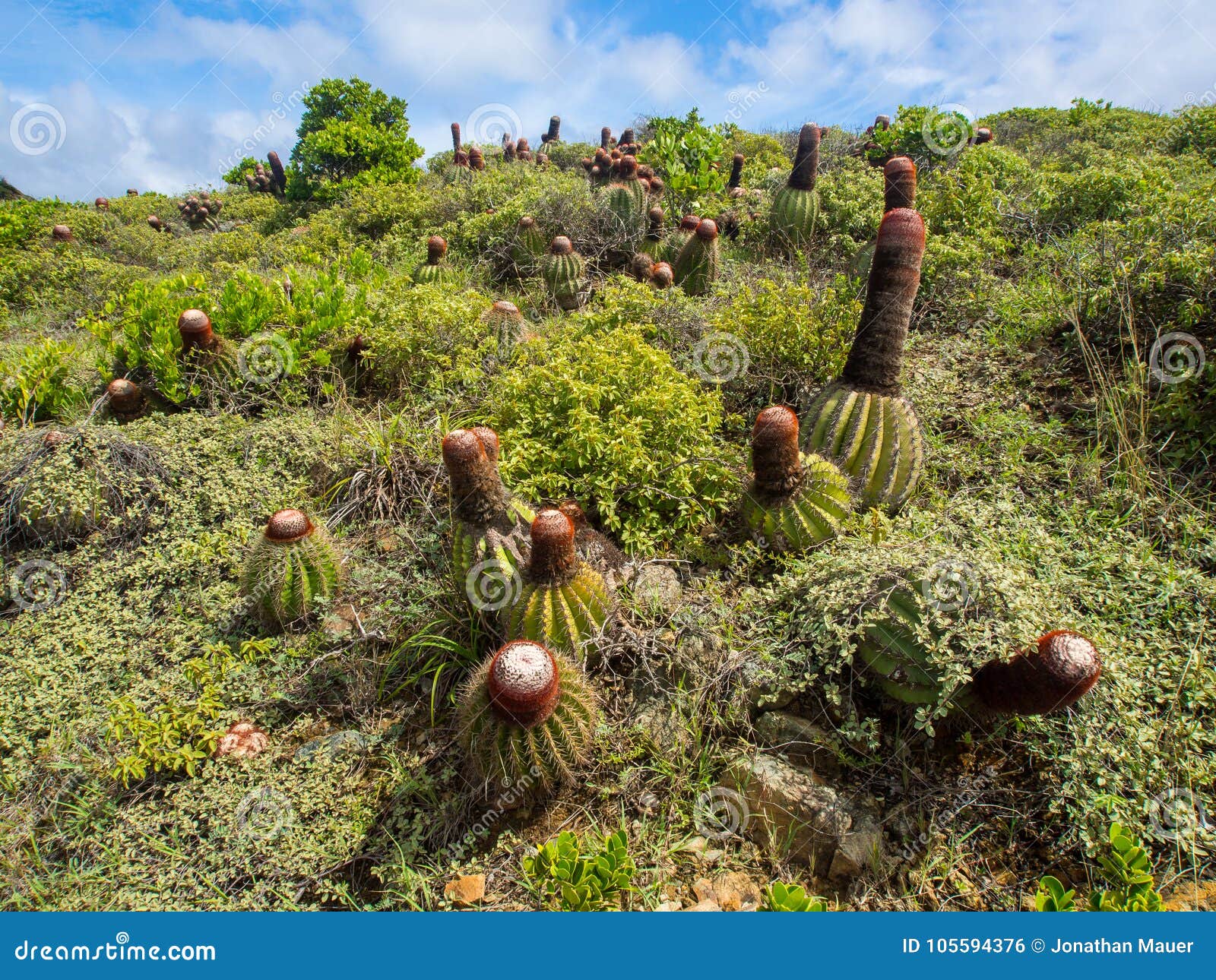 Campo De Cactus, Cactus En St John Virgin Islands Foto de archivo ...