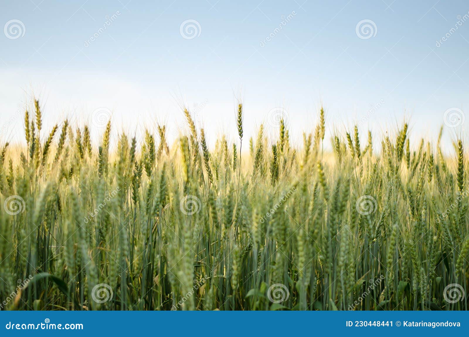 Campo de centeio imagem de stock. Imagem de detalhe - 230448441