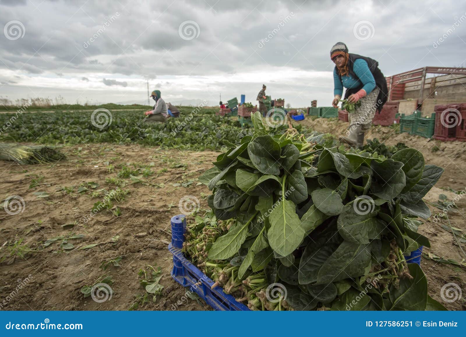 Campo De Cultivo Verde De La Espinaca Foto editorial - Imagen de ...