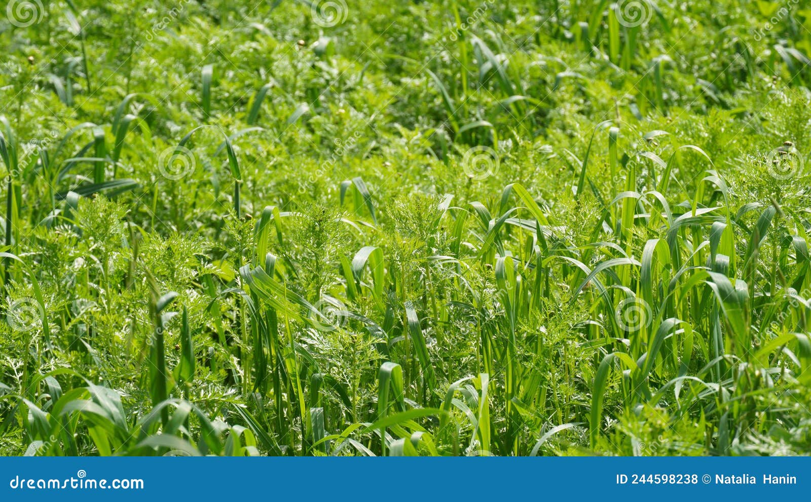 Campo De Erva Verde Selvagem . Fundo Natural Foto de Stock - Imagem de ...
