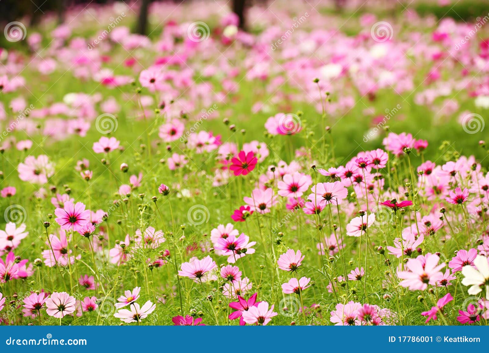 Campo de flor del cosmos imagen de archivo. Imagen de cubo - 17786001