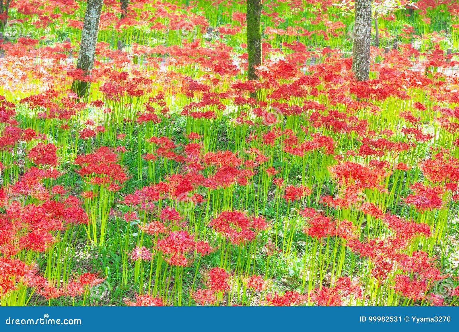 Campo De Flor De La Amarilis Del Racimo Imagen de archivo - Imagen de ...