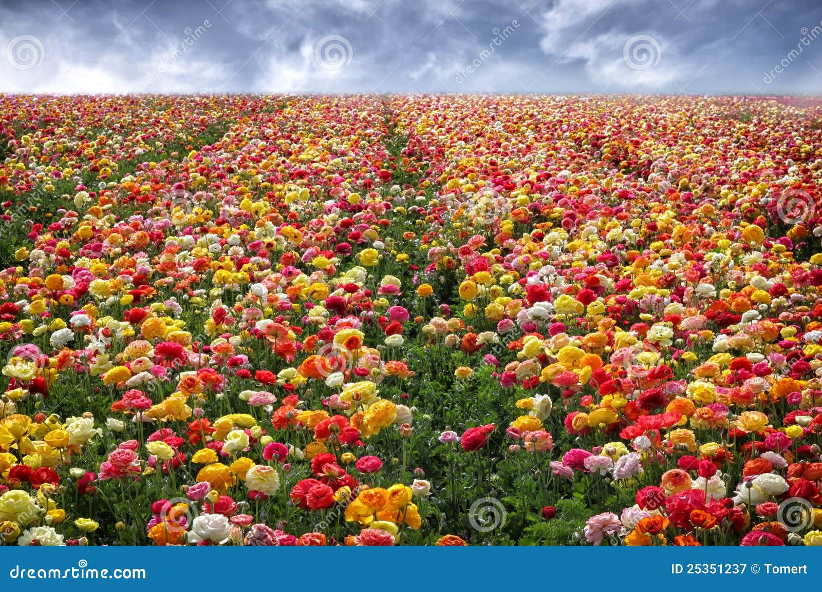 Campo De Flores Fotografia de Stock Royalty Free - Imagem: 25351237