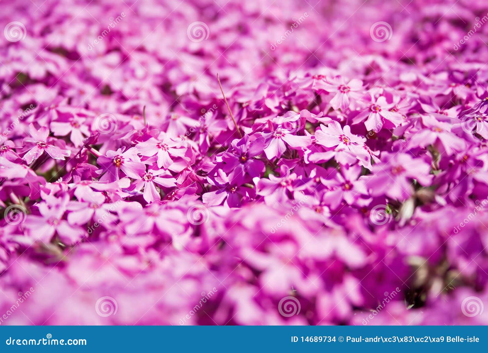 Campo de flores violeta foto de archivo. Imagen de travieso - 14689734