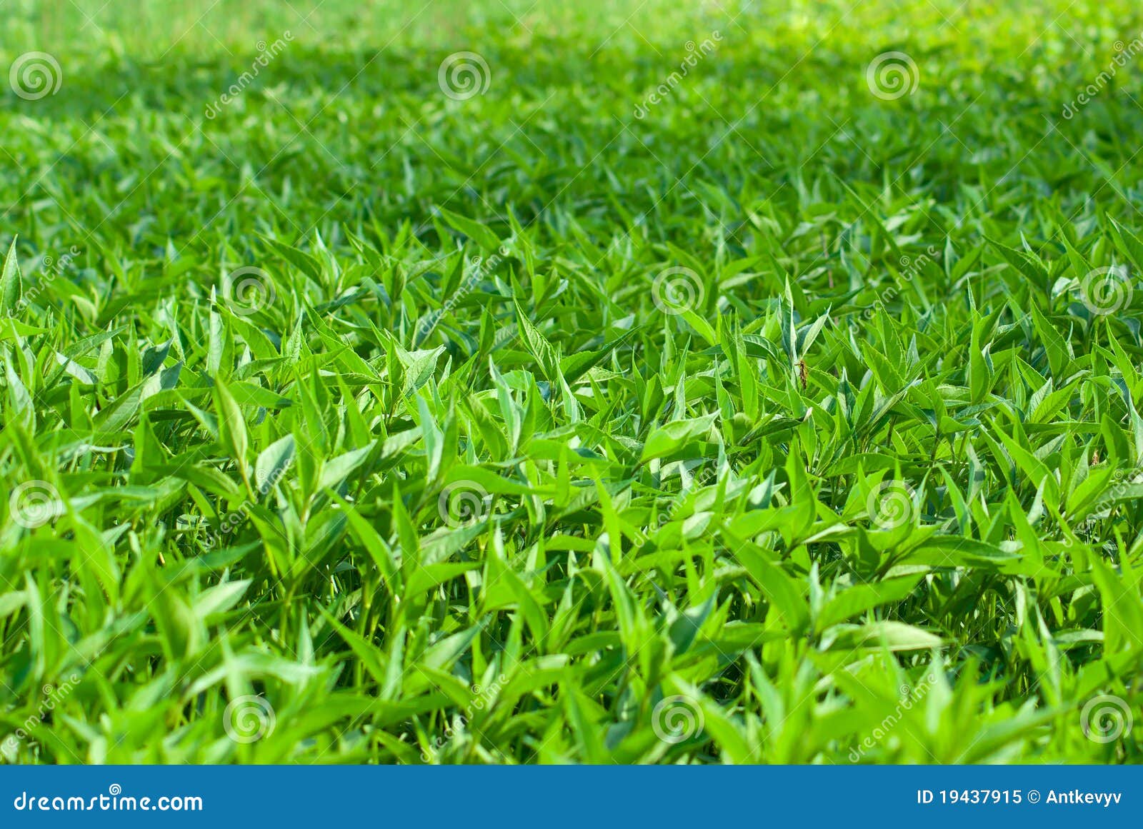 Campo de grama de Weed imagem de stock. Imagem de grama - 19437915