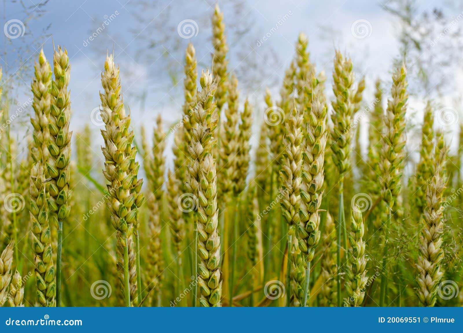 Campo de grano imagen de archivo. Imagen de cereales - 20069551