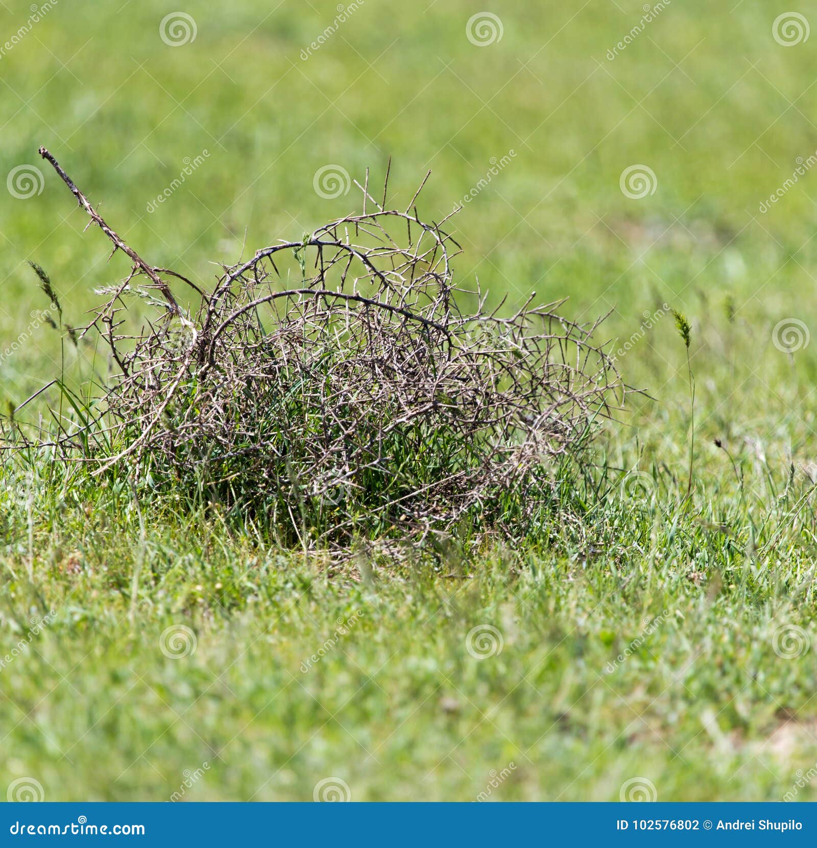 Campo De Hierba De La Planta Rodadora Foto de archivo - Imagen de alga ...