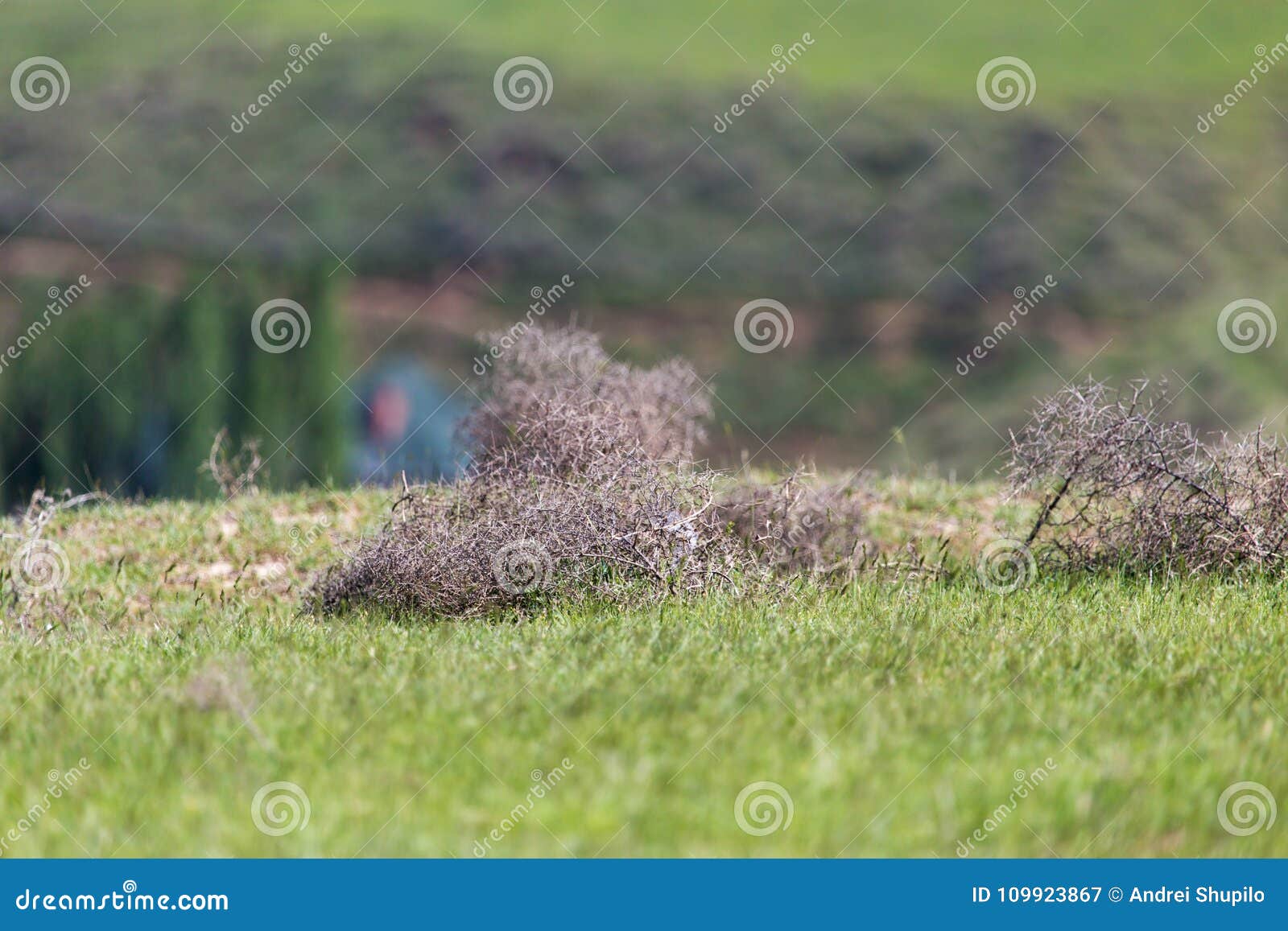 Campo De Hierba De La Planta Rodadora Imagen de archivo - Imagen de ...