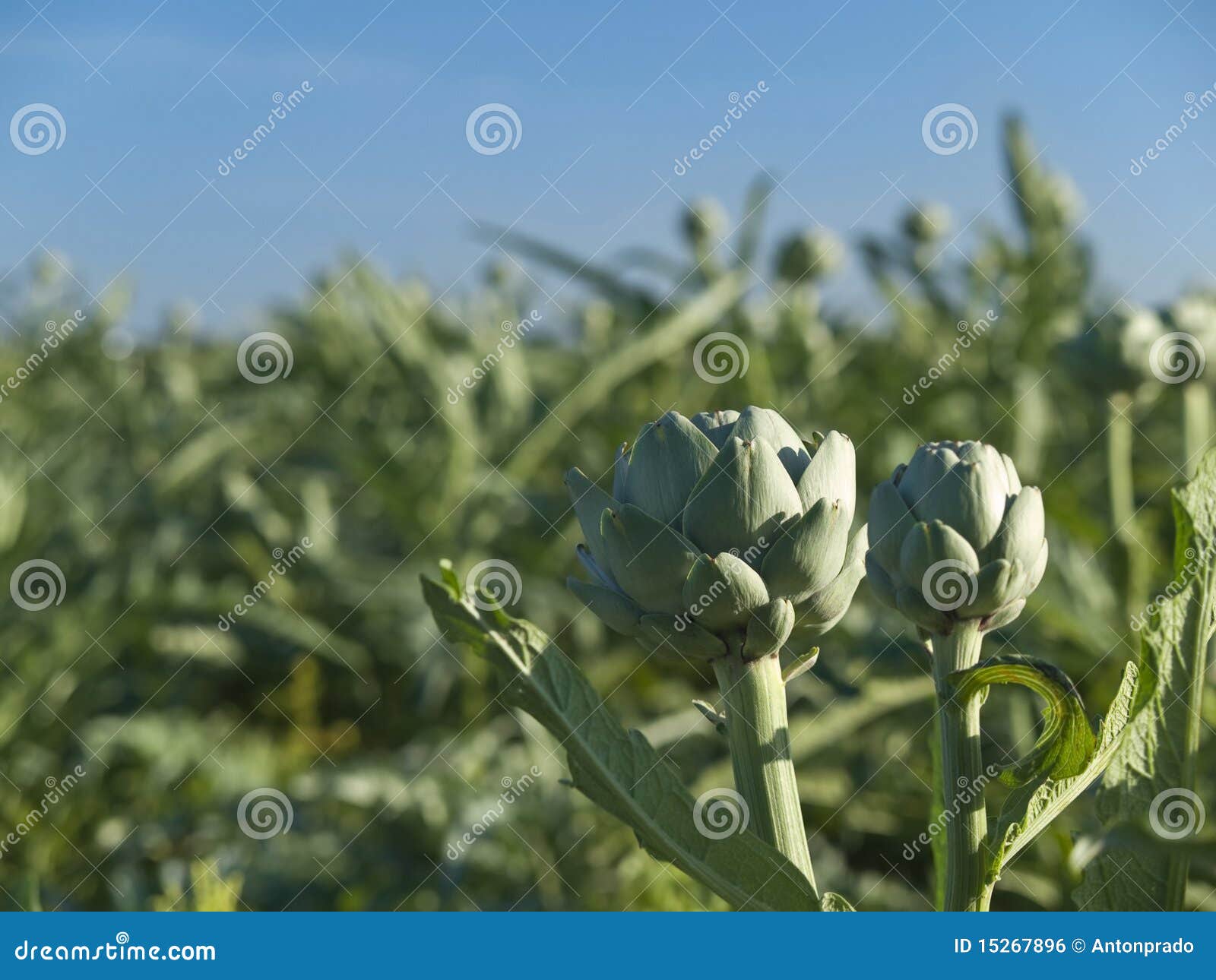 Campo de la alcachofa foto de archivo. Imagen de hoja - 15267896