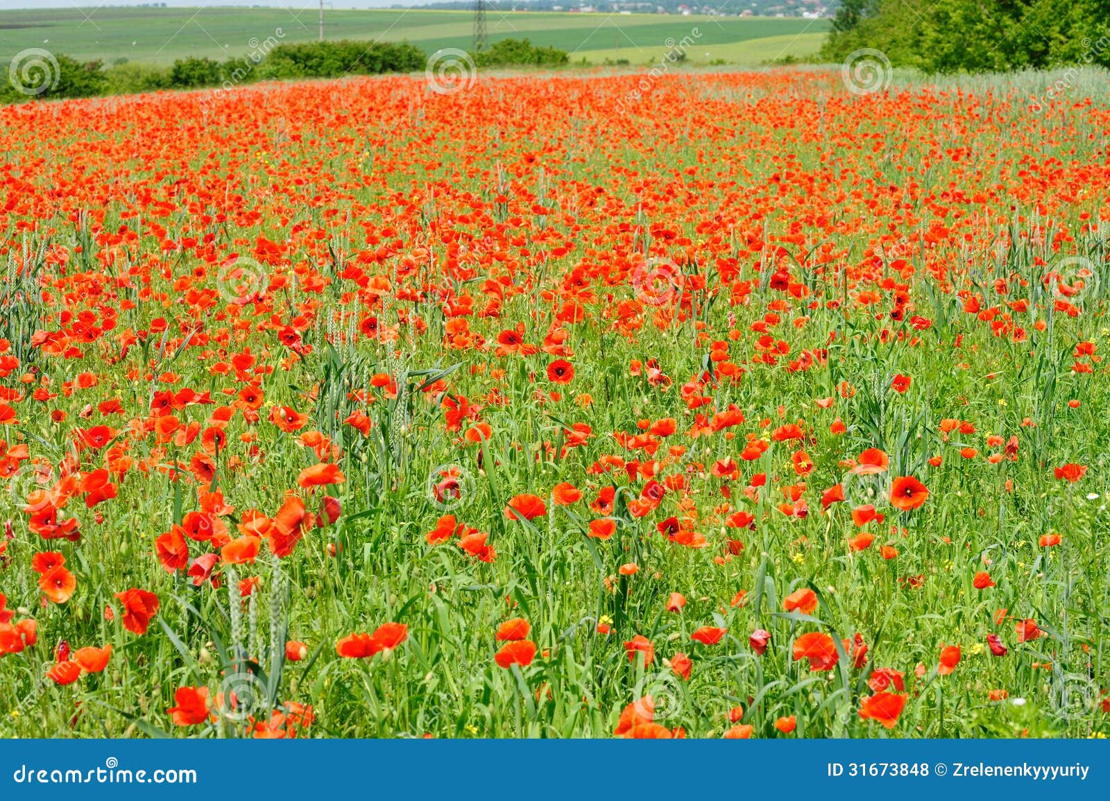 Campo de la amapola foto de archivo. Imagen de crezca - 31673848