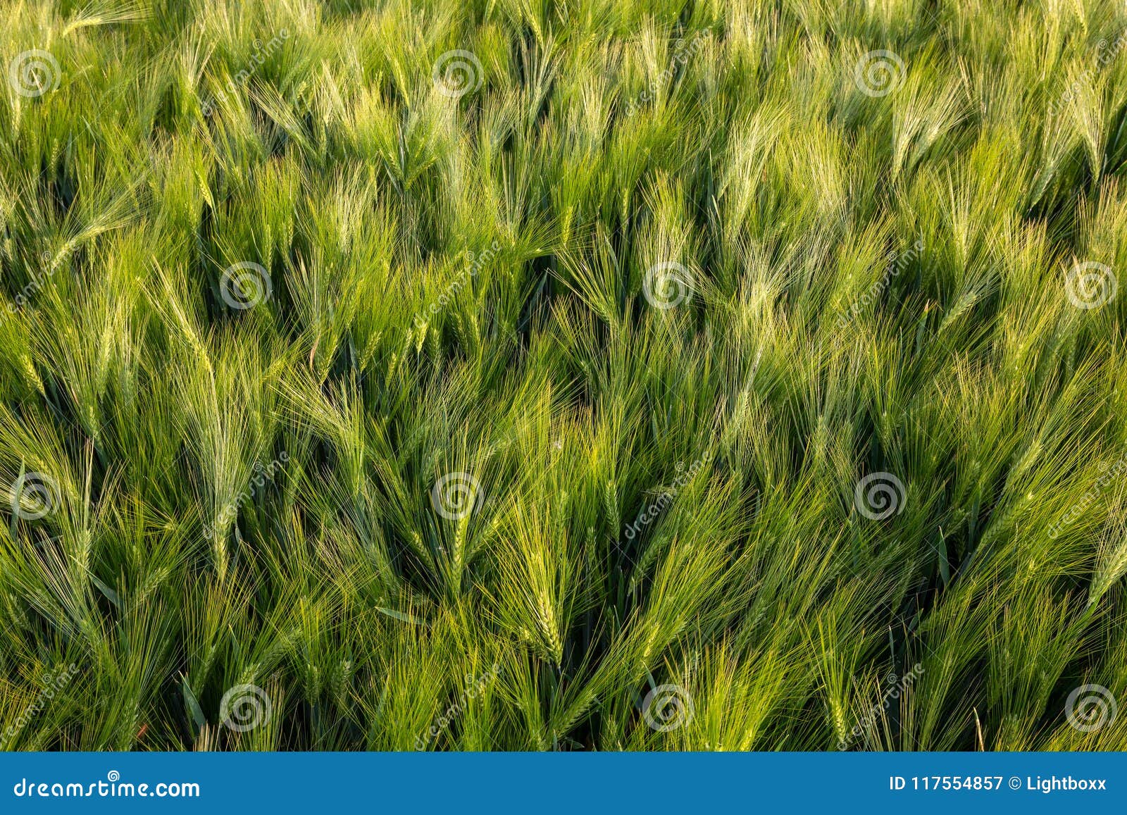 Campo de la cebada imagen de archivo. Imagen de campo - 117554857