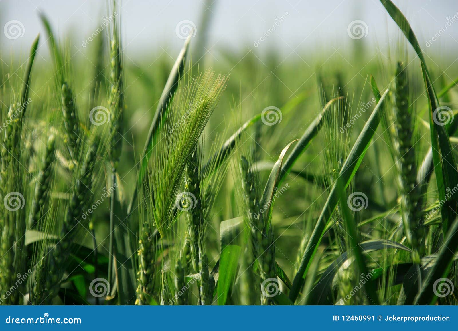 Campo de la cebada imagen de archivo. Imagen de cereal - 12468991