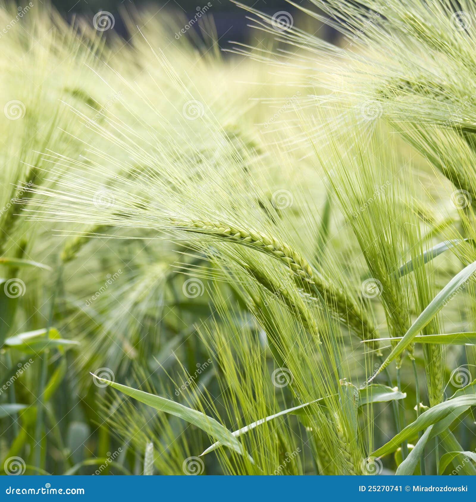Campo de la cebada imagen de archivo. Imagen de campo - 25270741