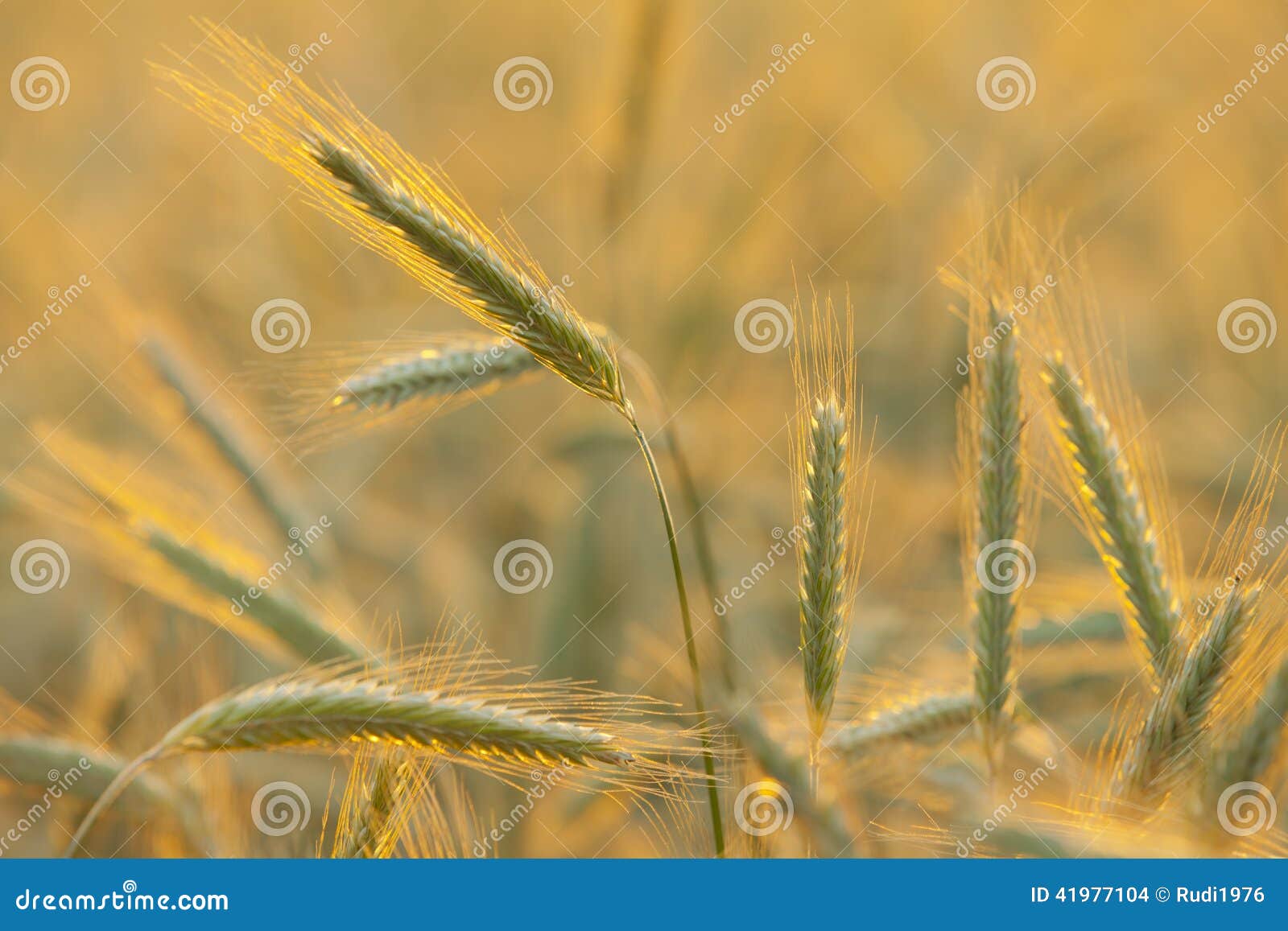 Campo de la cebada foto de archivo. Imagen de cereal - 41977104