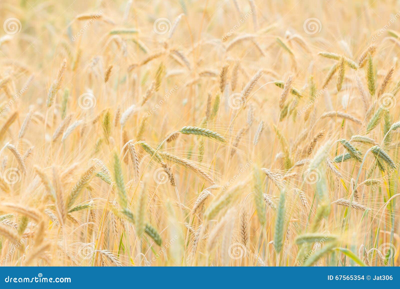 Campo de la cebada foto de archivo. Imagen de granja - 67565354