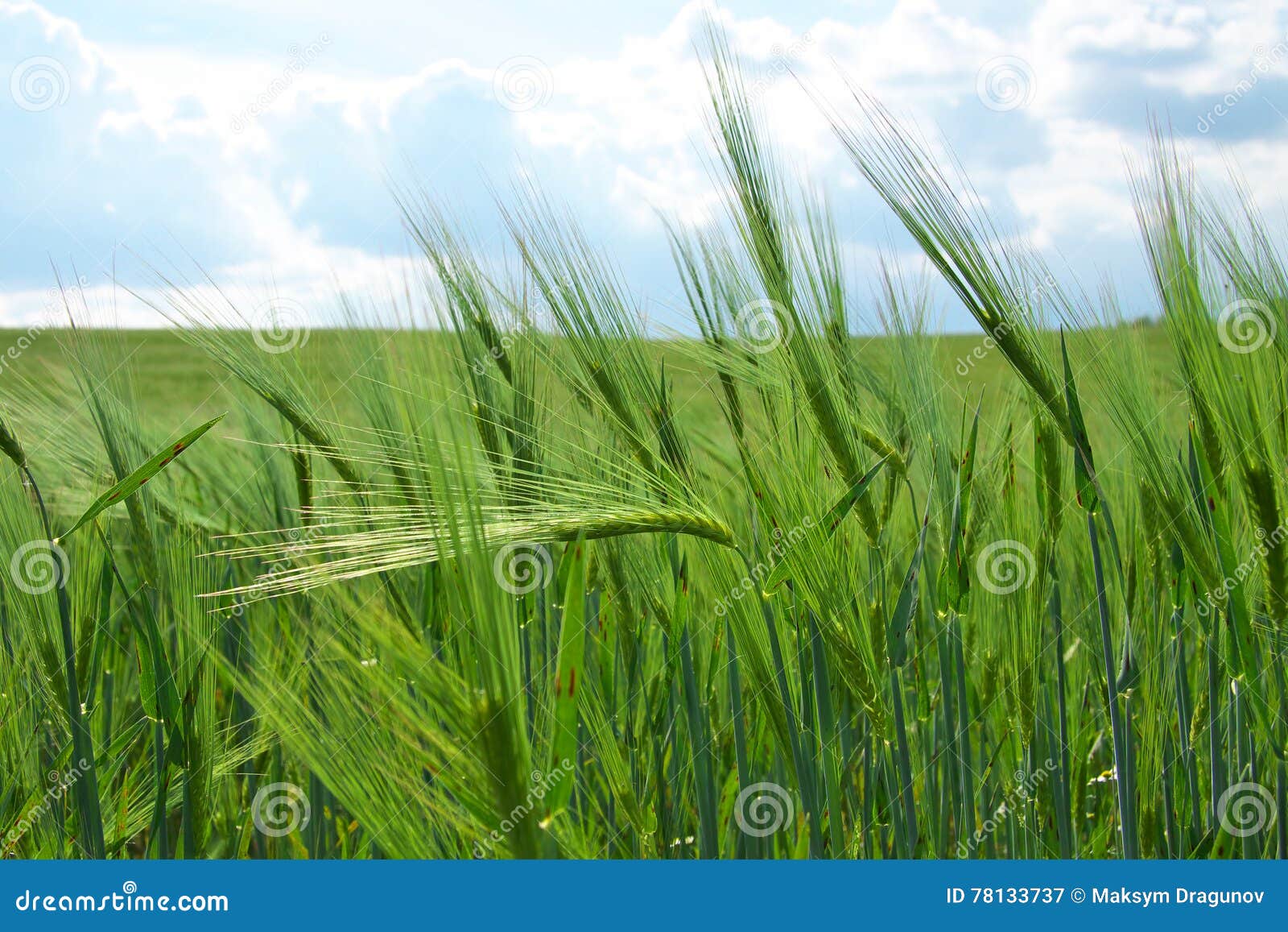 Campo de la cebada imagen de archivo. Imagen de crezca - 78133737