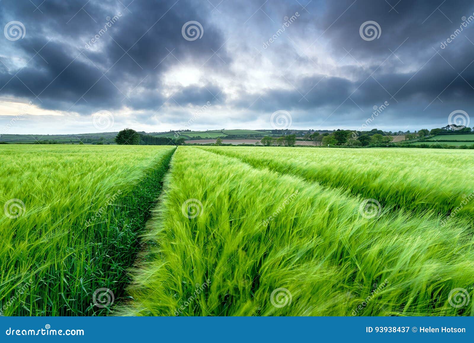 Campo de la cebada imagen de archivo. Imagen de agricultura - 93938437