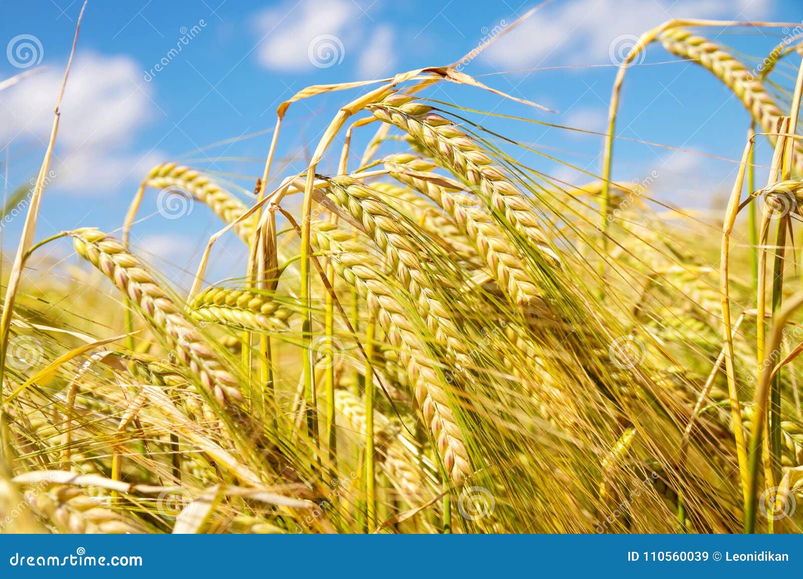 Campo de la cebada madura imagen de archivo. Imagen de maduro - 110560039
