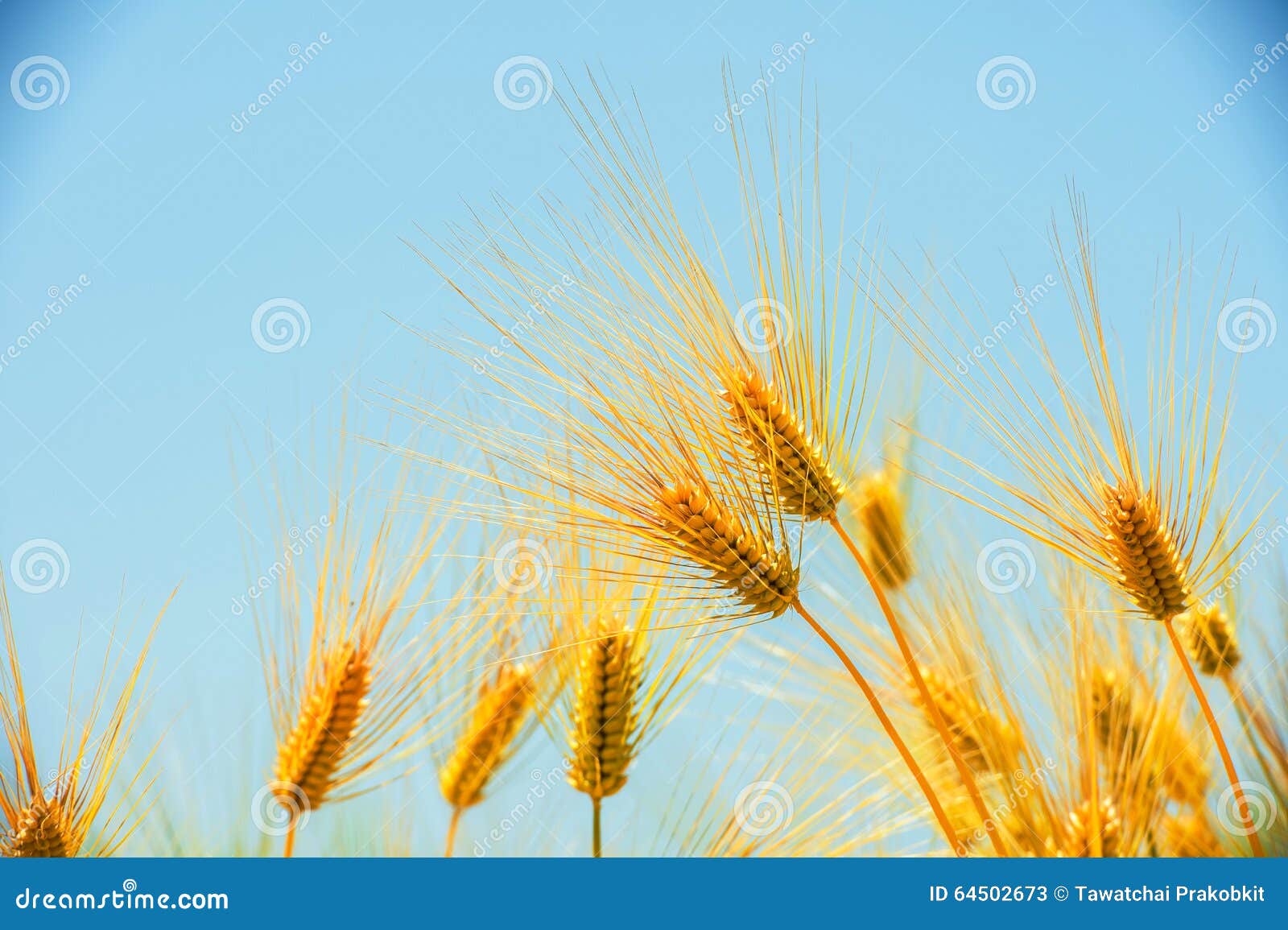 Campo de la cebada, malta imagen de archivo. Imagen de frescura - 64502673