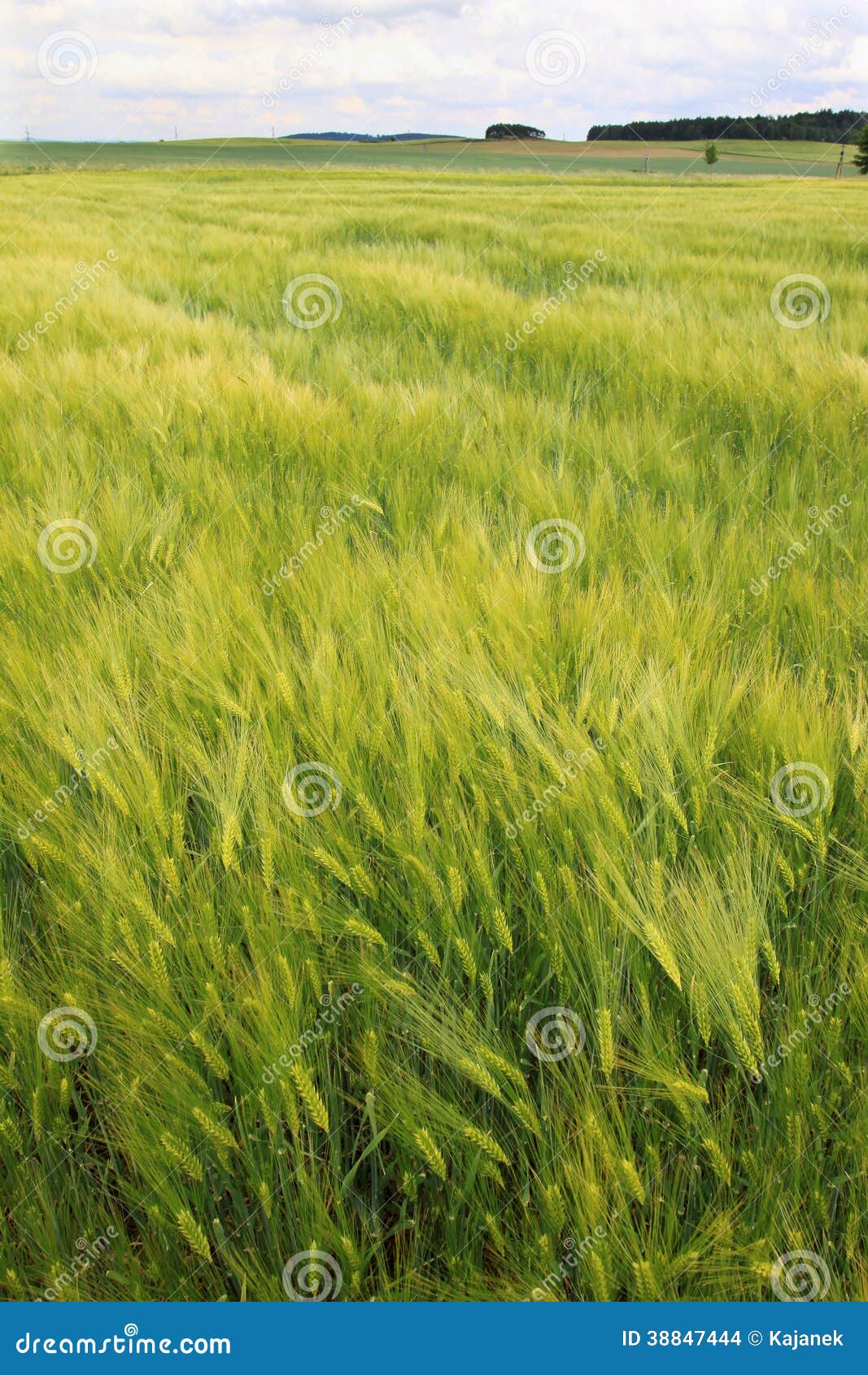 Campo de la cebada verde foto de archivo. Imagen de agricultura - 38847444