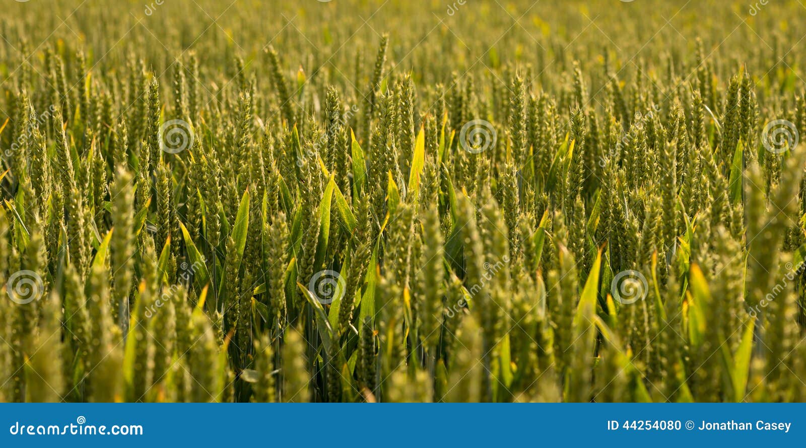 Campo de la cebada verde foto de archivo. Imagen de verde - 44254080