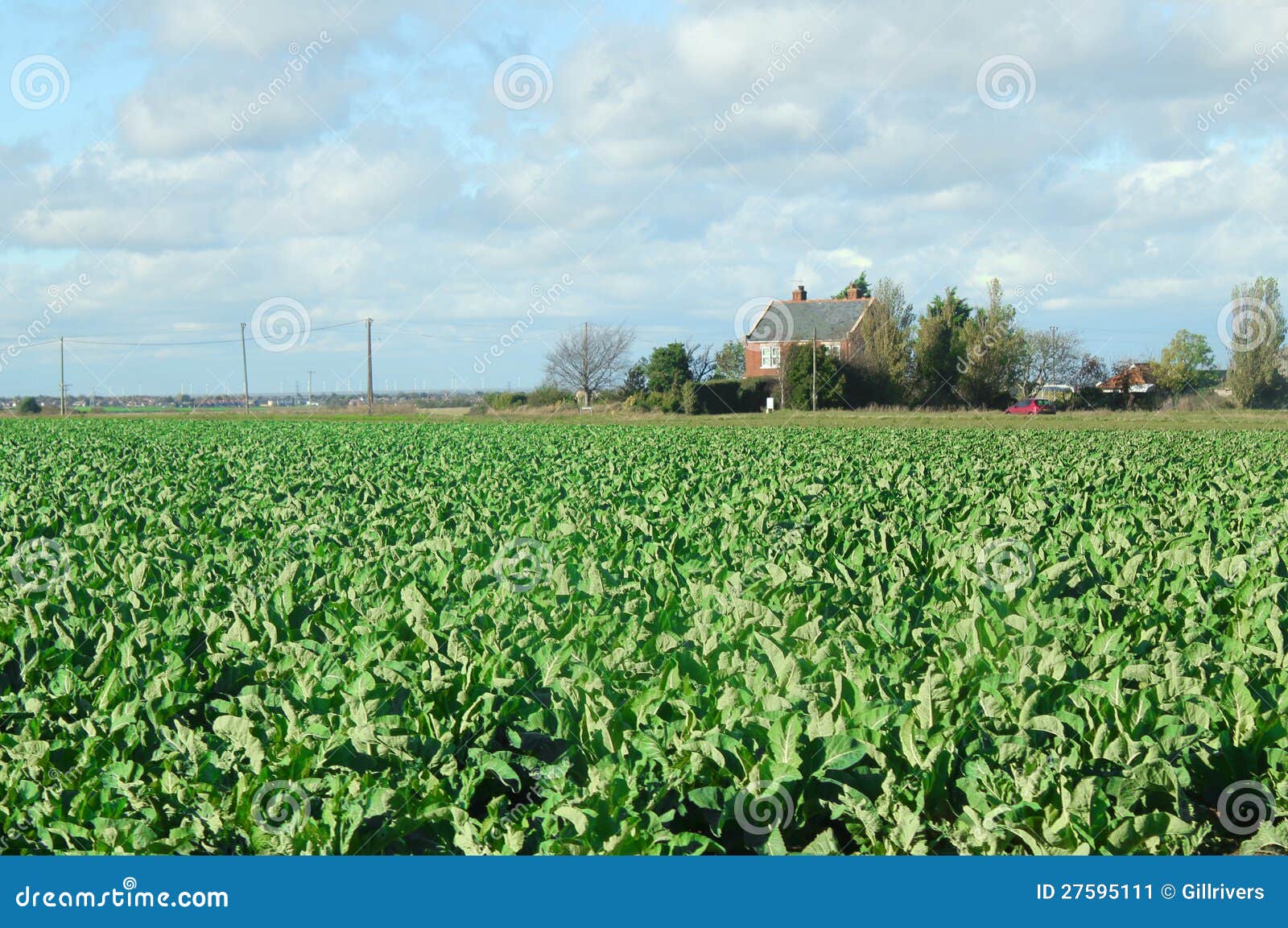 Campo de la col de Kent imagen de archivo. Imagen de agricultura - 27595111
