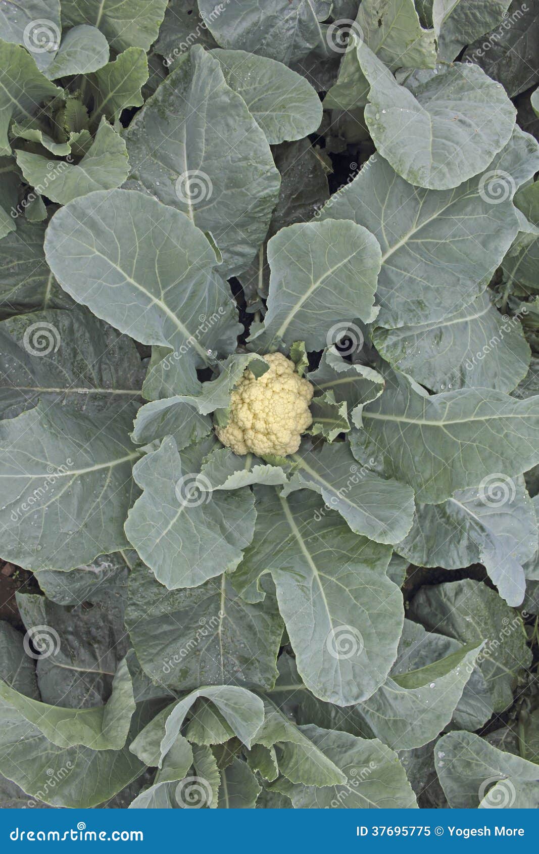 Campo de la coliflor imagen de archivo. Imagen de hoja - 37695775