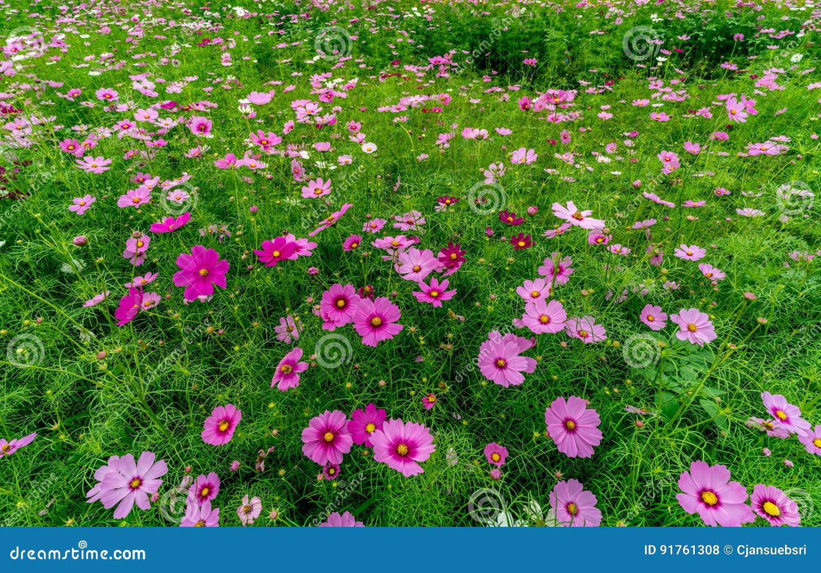 Campo De La Flor Del Cosmos Foto de archivo - Imagen de paisaje ...