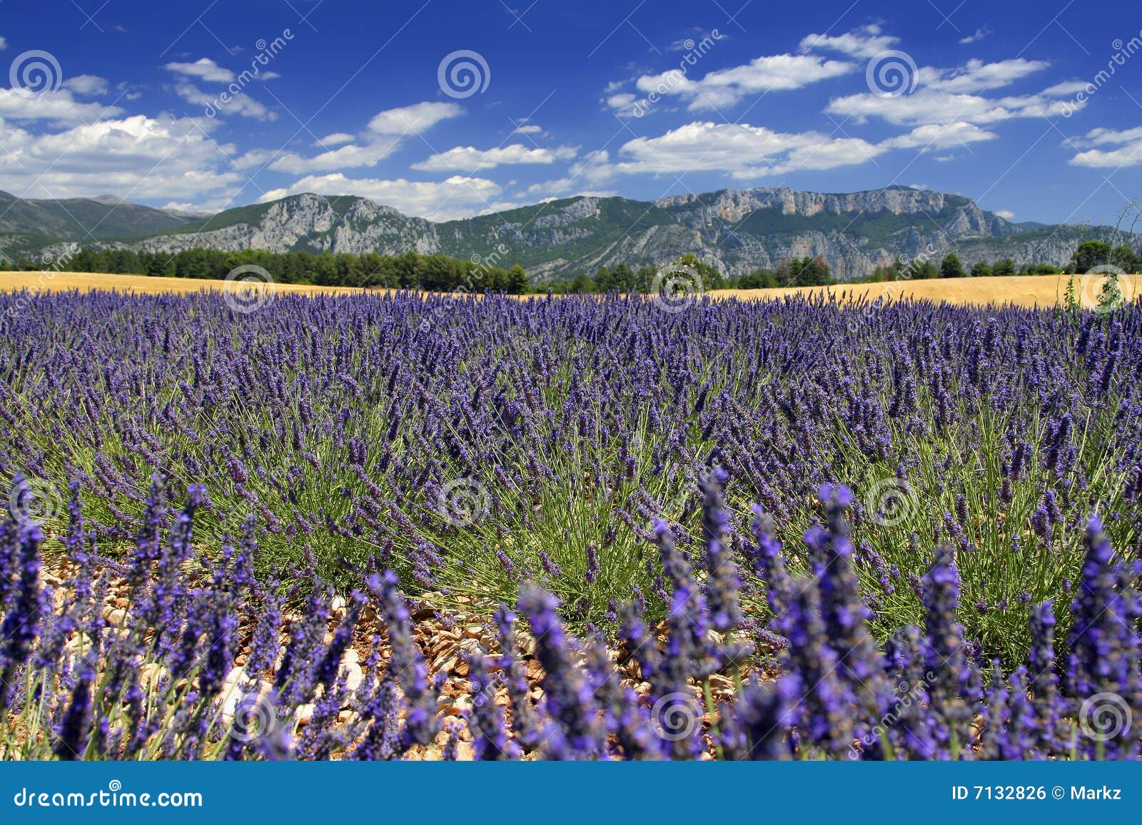 Campo De La Lavanda De Provence Foto de archivo - Imagen de aroma ...