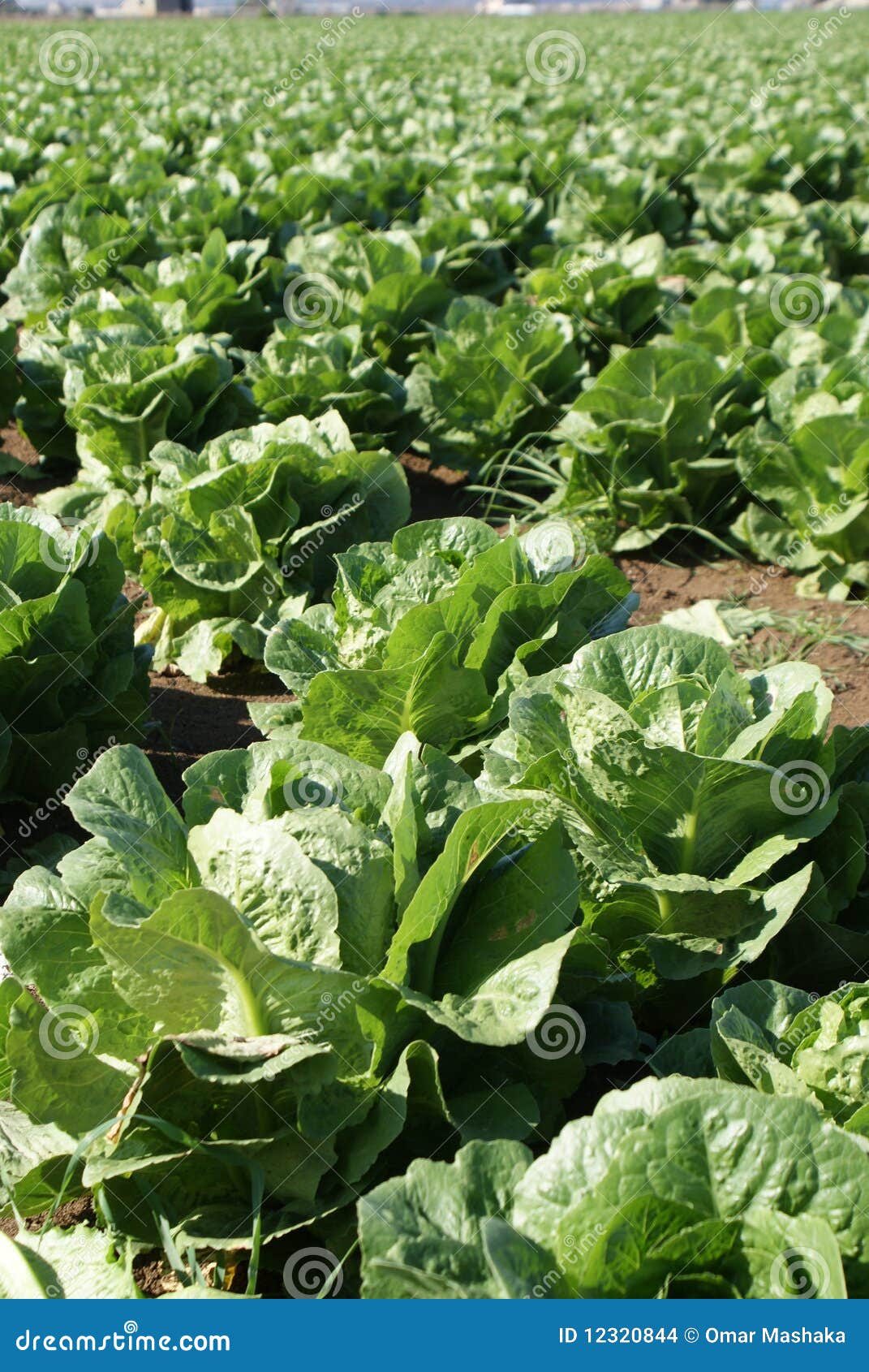 Campo de la lechuga foto de archivo. Imagen de tierra - 12320844
