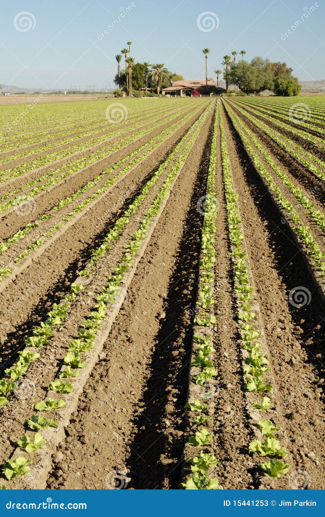 Campo de la lechuga imagen de archivo. Imagen de hoja - 15441253