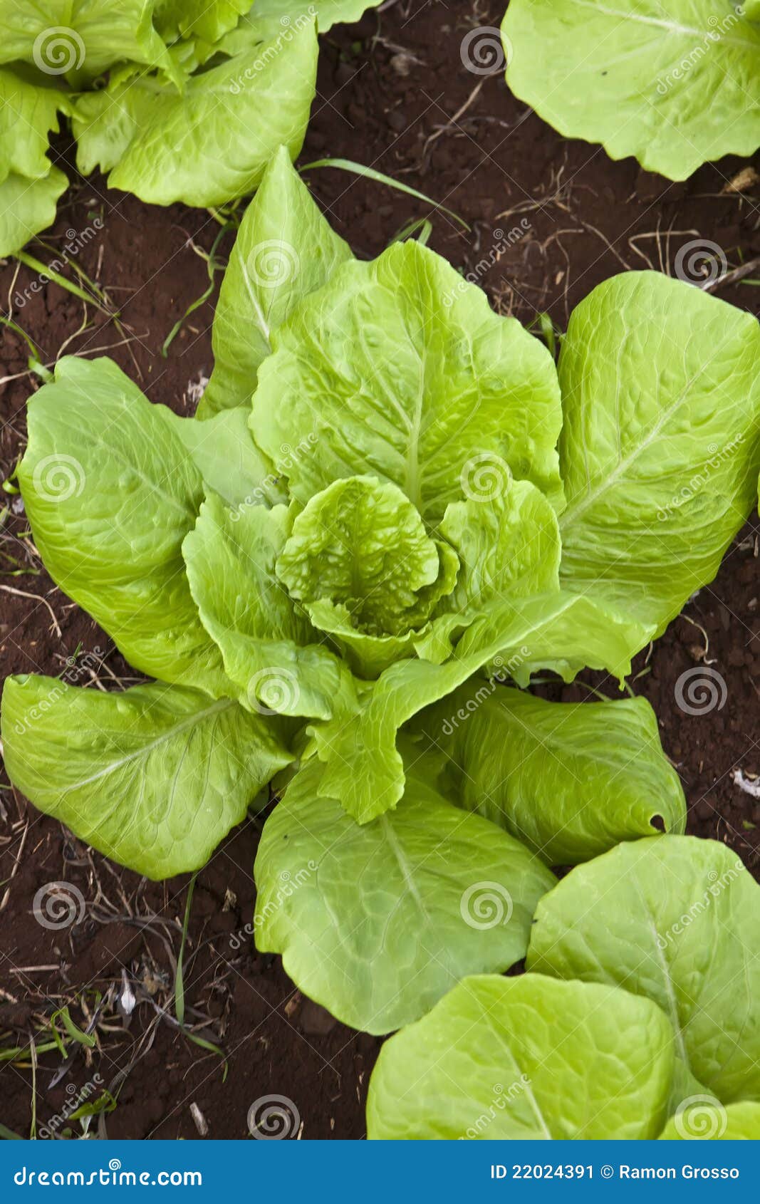 Campo de la lechuga imagen de archivo. Imagen de pista - 22024391