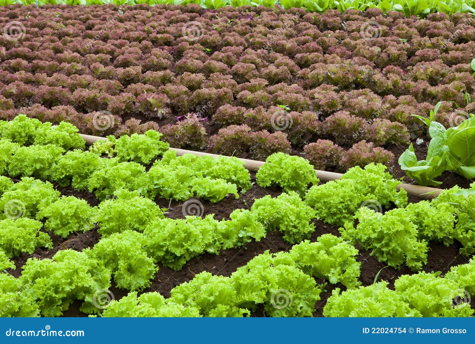 Campo de la lechuga foto de archivo. Imagen de agrario - 22024754