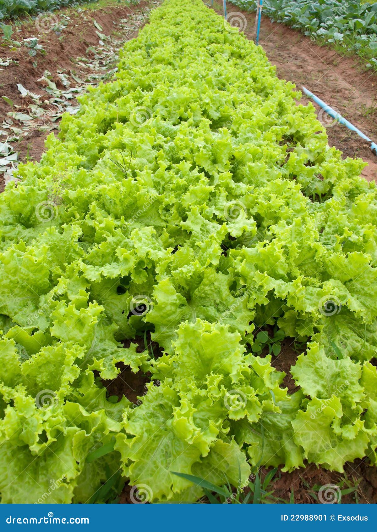 Campo de la lechuga. imagen de archivo. Imagen de salud - 22988901