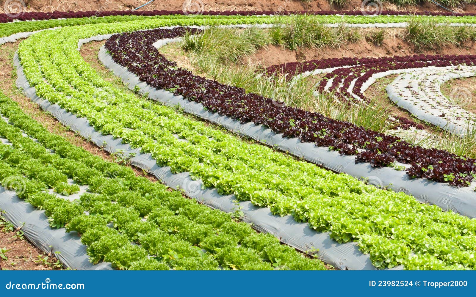 Campo de la lechuga. foto de archivo. Imagen de cubo - 23982524