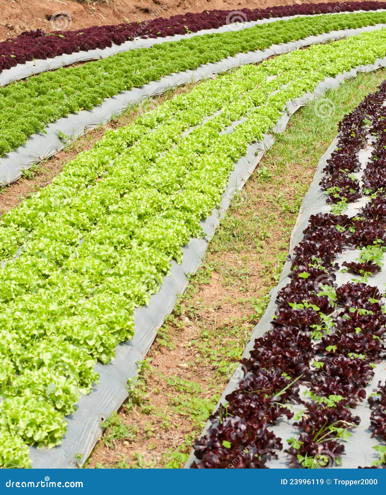 Campo de la lechuga. imagen de archivo. Imagen de comida - 23996119