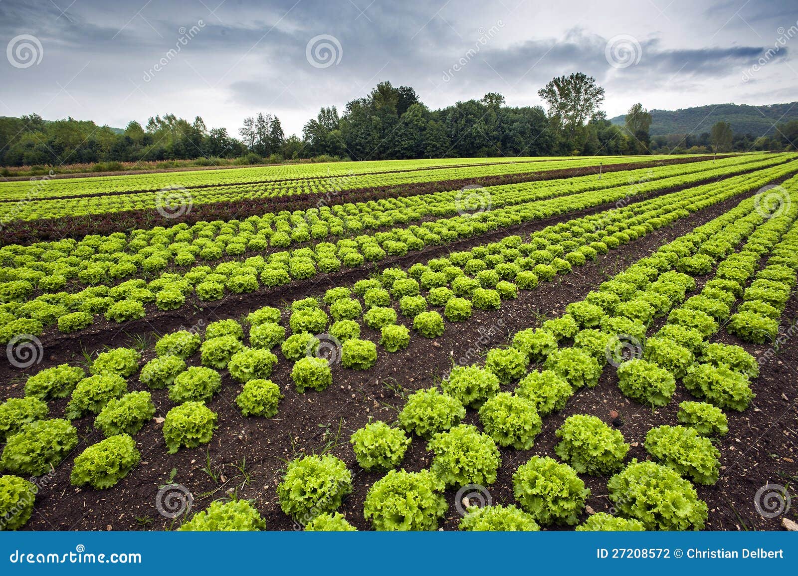 Campo de la lechuga foto de archivo. Imagen de travieso - 27208572