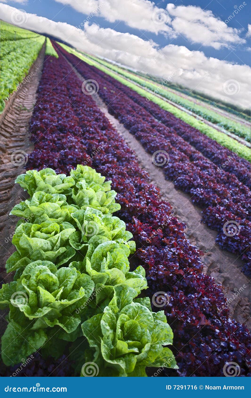 Campo de la lechuga foto de archivo. Imagen de lechuga - 7291716