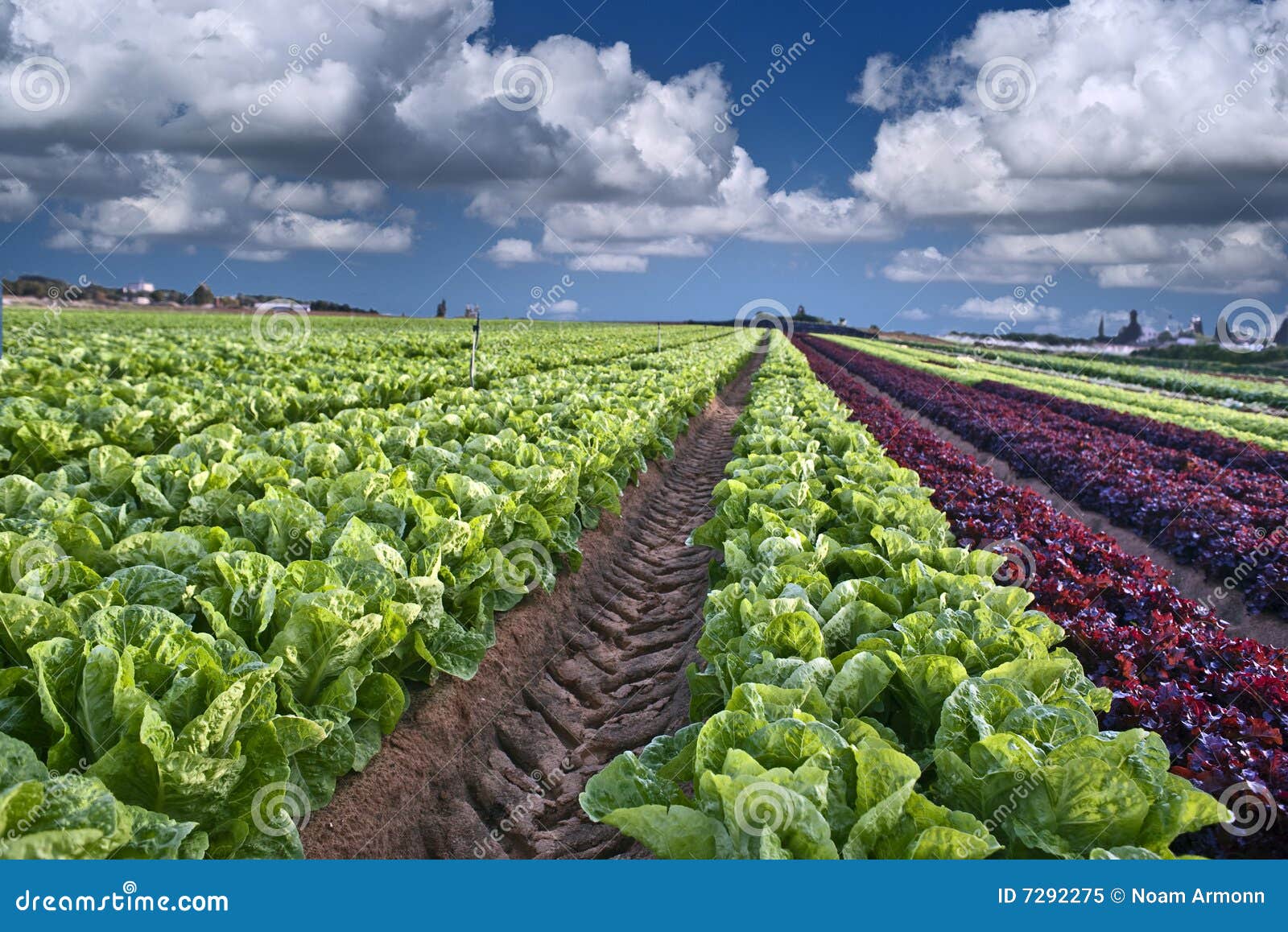 Campo de la lechuga imagen de archivo. Imagen de crecimiento - 7292275
