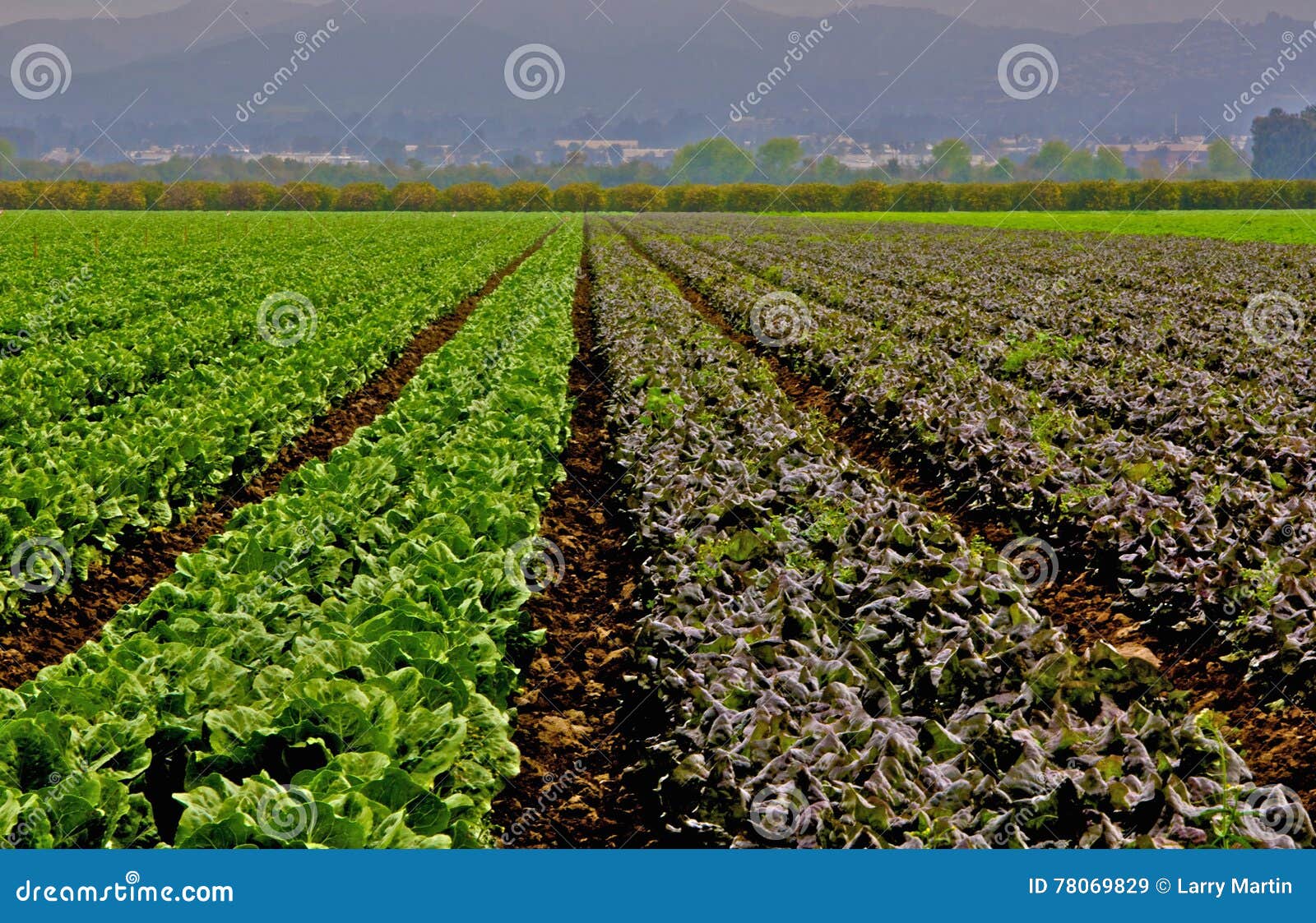 Campo de la lechuga imagen de archivo. Imagen de suelo - 78069829