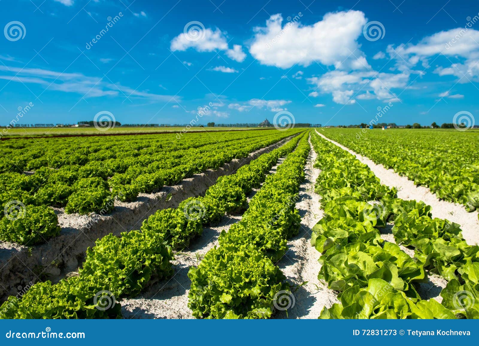 Campo De La Lechuga De La Primavera Imagen de archivo - Imagen de verde ...