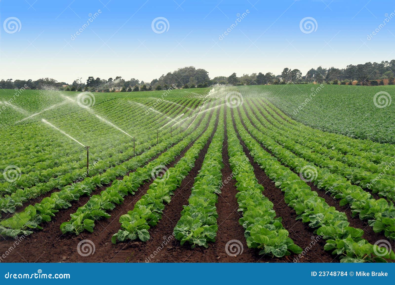 Campo De La Lechuga Que Es Regado Foto de archivo - Imagen de travieso ...