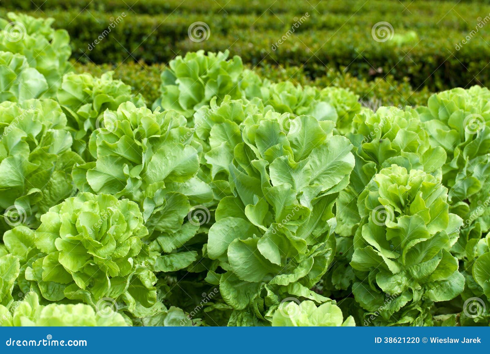 Campo De La Lechuga Verde De Frisee Foto de archivo - Imagen de dieta ...