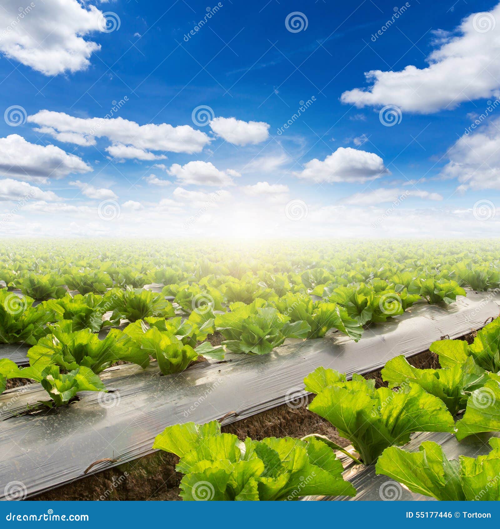 Campo De La Lechuga Y De Un Cielo Azul Foto de archivo - Imagen de ...