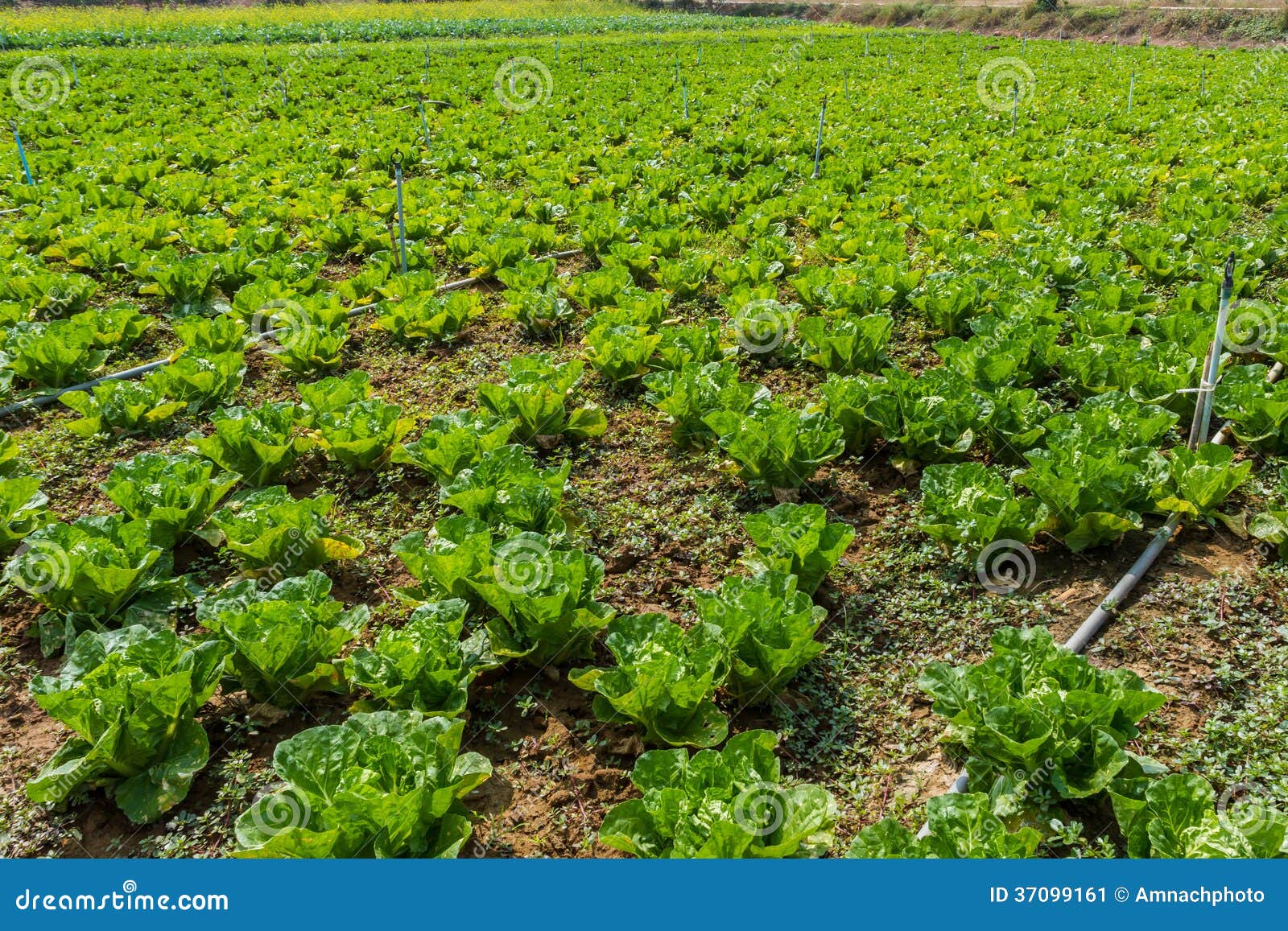 Campo De La Planta De La Lechuga. Imagen de archivo - Imagen de tierra ...
