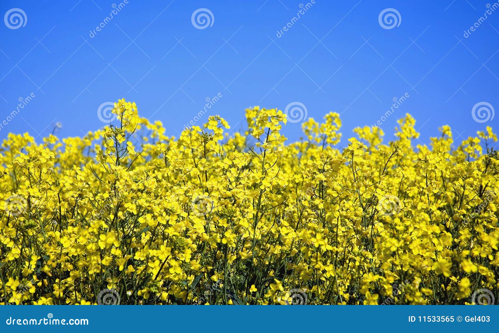 Campo de la rabina imagen de archivo. Imagen de campo - 11533565